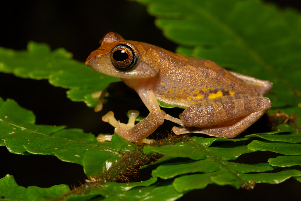 Masked Tree Frog in August 2019 by Jono Dashper. Mount Kinabalu, Sabah ...