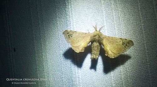 Quentalia crenulosa · iNaturalist