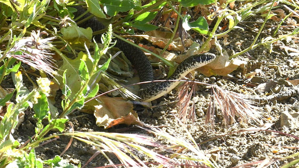 Green Whip Snake from Metropolitan city of Catania, Italy on March 29 ...