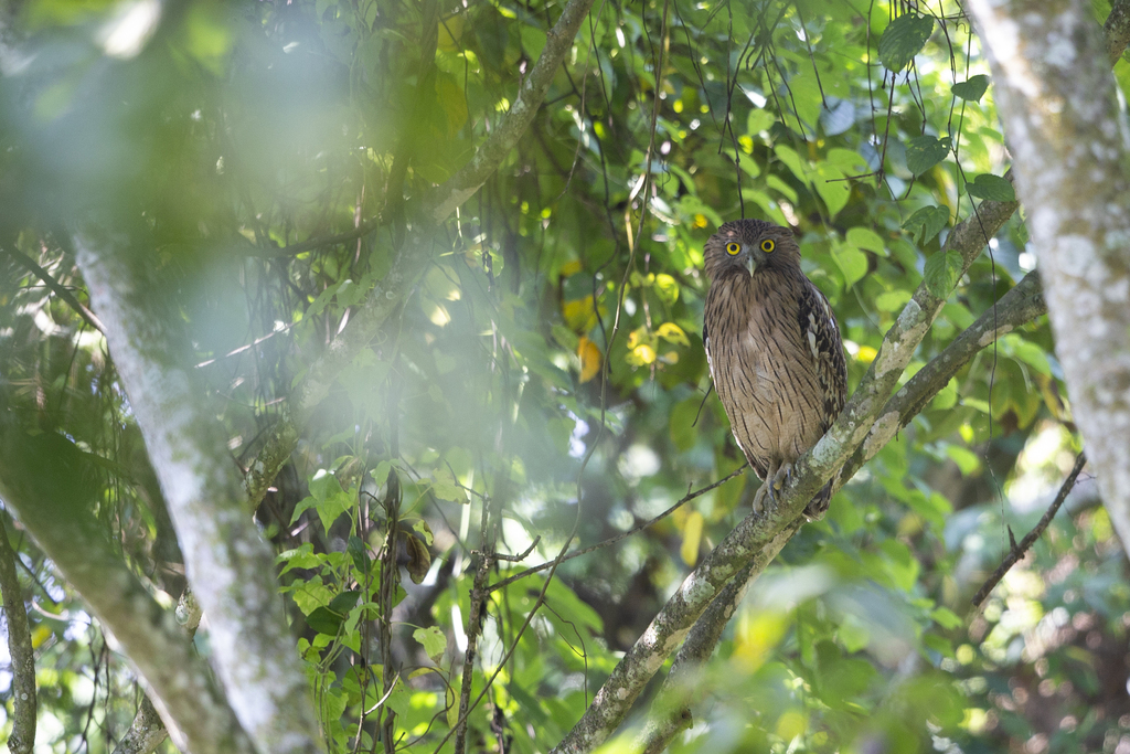 Brown Fish-Owl from Chitwan National Park on September 18, 2018 at 02: ...