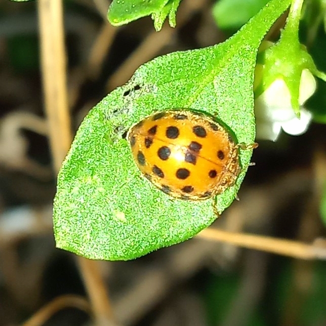 Hadda Beetle from Saavedra, CABA, Argentina on April 6, 2023 at 06:43 ...