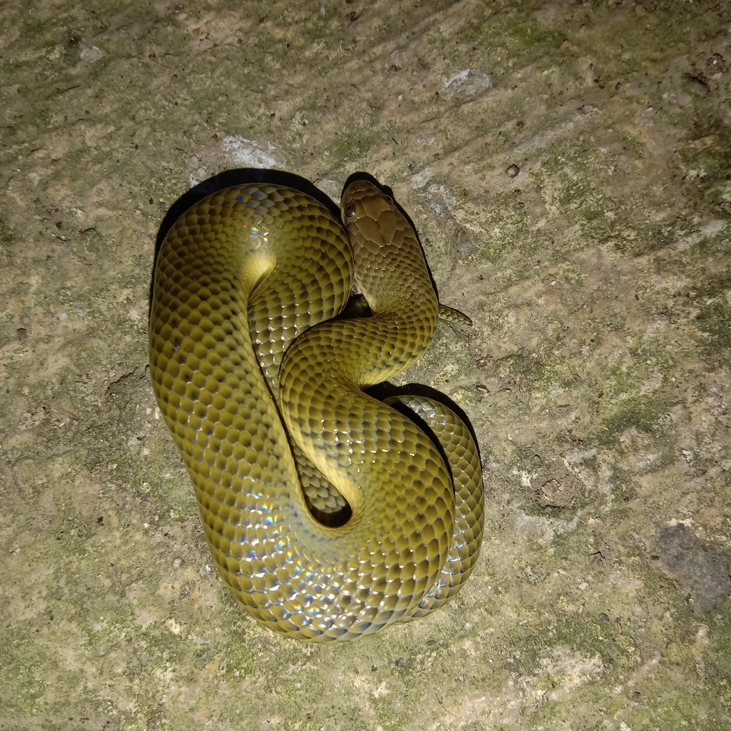 Rice Paddy Snake in April 2023 by Teguh · iNaturalist
