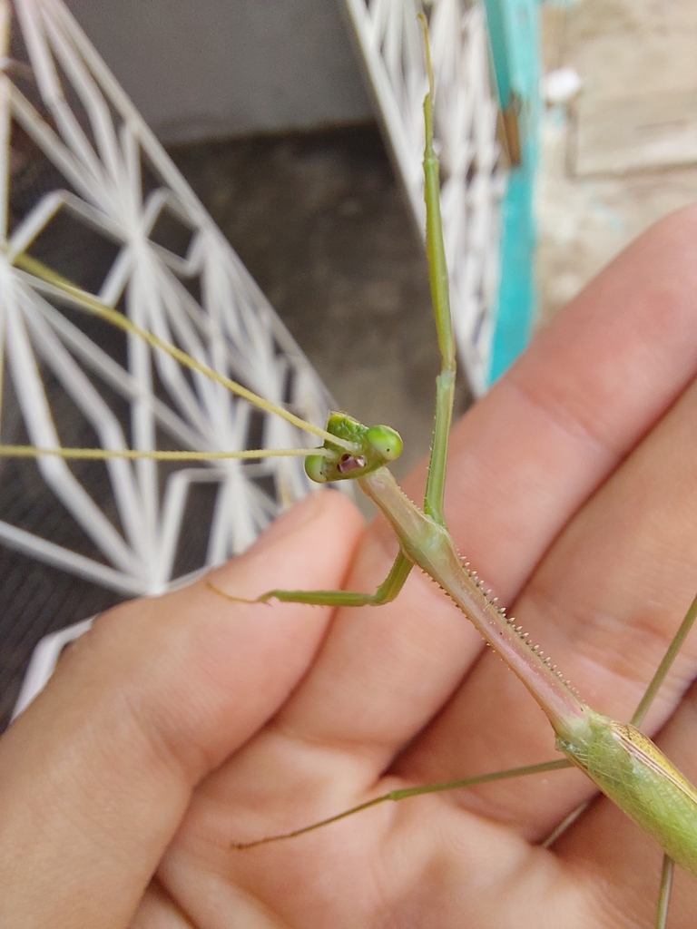 Brunner's Stick Mantises from Picuí - PB, Brasil on April 7, 2023 at 08 ...