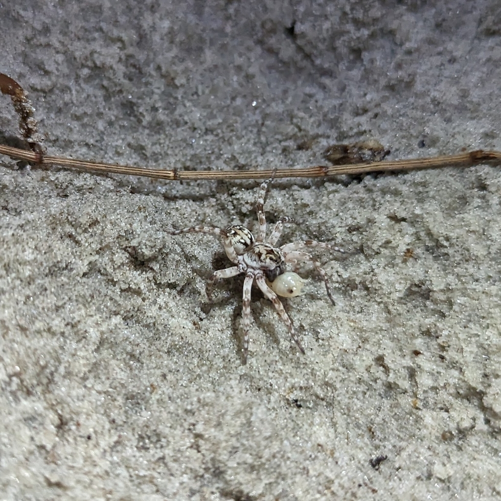 Tasmanian Beach Wolf Spider from Fortescue TAS 7182, Australia on April ...