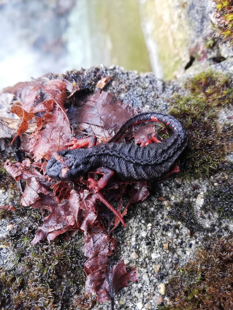 Northern Spectacled Salamander in March 2023 by albertoaries · iNaturalist