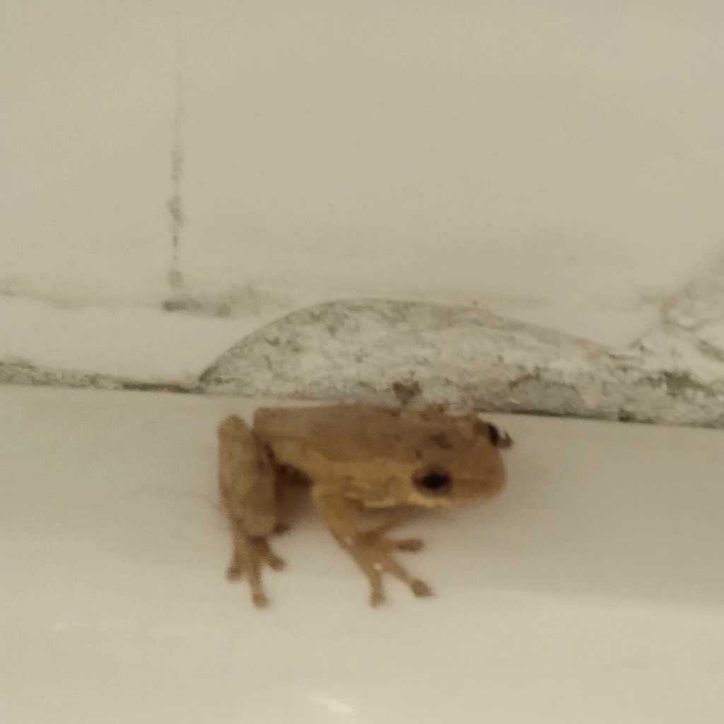 Boettger's Colombian Tree Frog from Montenegro, CO-QD, CO on April 7 ...