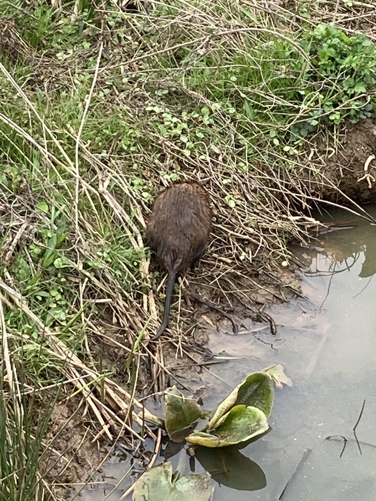 Muskrat from Rippon Landing, Woodbridge, VA, US on April 7, 2023 at 10: ...