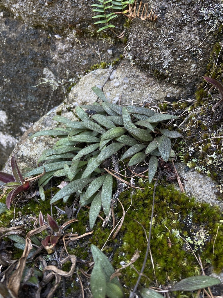 Mac-Mac African hyacinth in April 2023 by Carel Fourie · iNaturalist