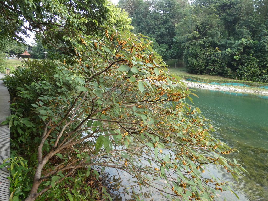 White-leaved fig from MacRitchie Reservoir, Singapore on January 1 ...