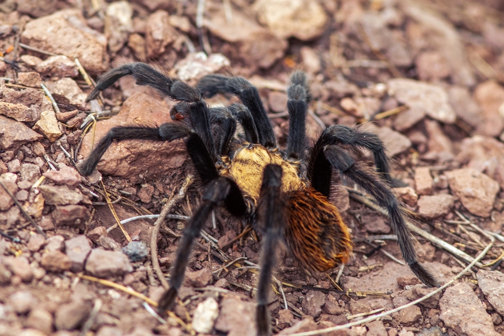 Texas Brown Tarantula from Lost Mine Trail on August 30, 2021 at 09:34 ...