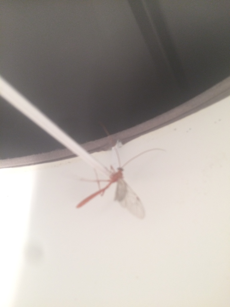 Netelia from 17 Rue de Saint-Pern, Saint-Florent-le-Vieil, Pays de la ...