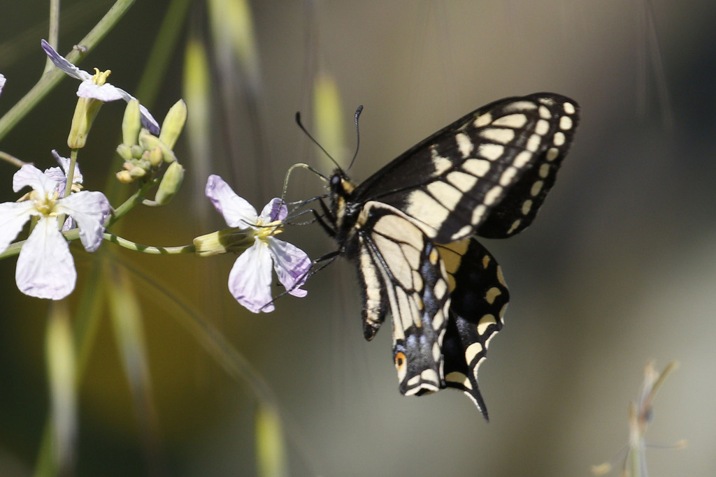Anise Swallowtail (Butterflies of Burleigh Murray State Park) · iNaturalist