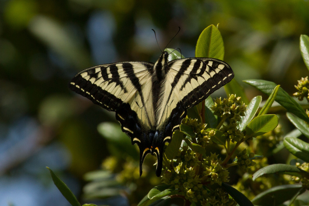 Pale Swallowtail (Butterflies of Burleigh Murray State Park) · iNaturalist