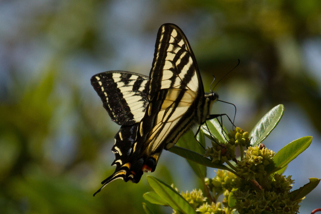 Pale Swallowtail (Butterflies of Burleigh Murray State Park) · iNaturalist