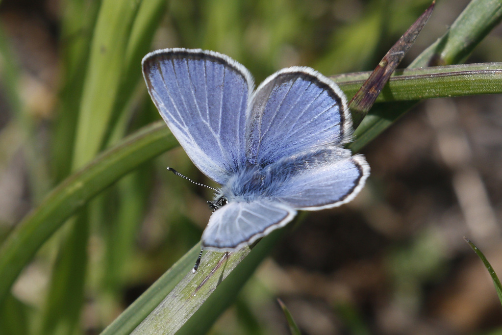 Echo Azure (Butterflies of Burleigh Murray State Park) · iNaturalist