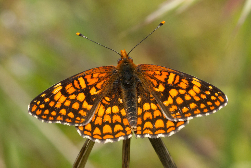 Northern Checkerspot (Butterflies of Burleigh Murray State Park ...