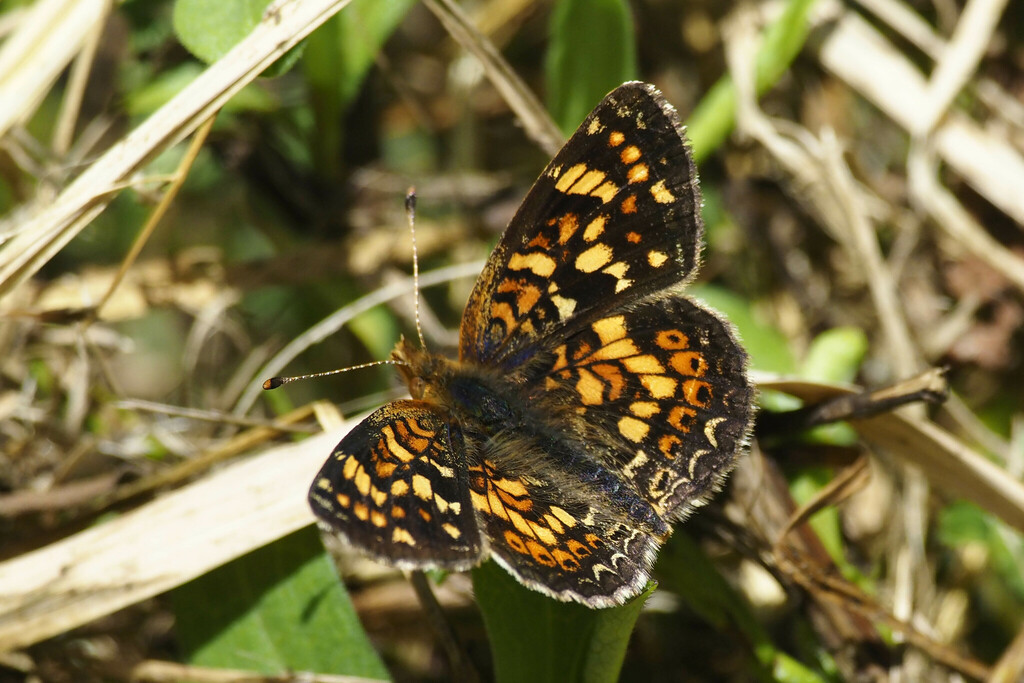 Field Crescent (Butterflies of Burleigh Murray State Park) · iNaturalist