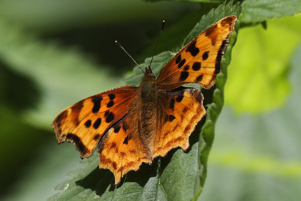 Satyr Comma (Butterflies of Burleigh Murray State Park) · iNaturalist