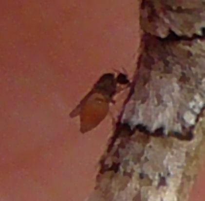 Black Flies from Watsonville QLD 4887, Australia on April 4, 2023 at 11 ...