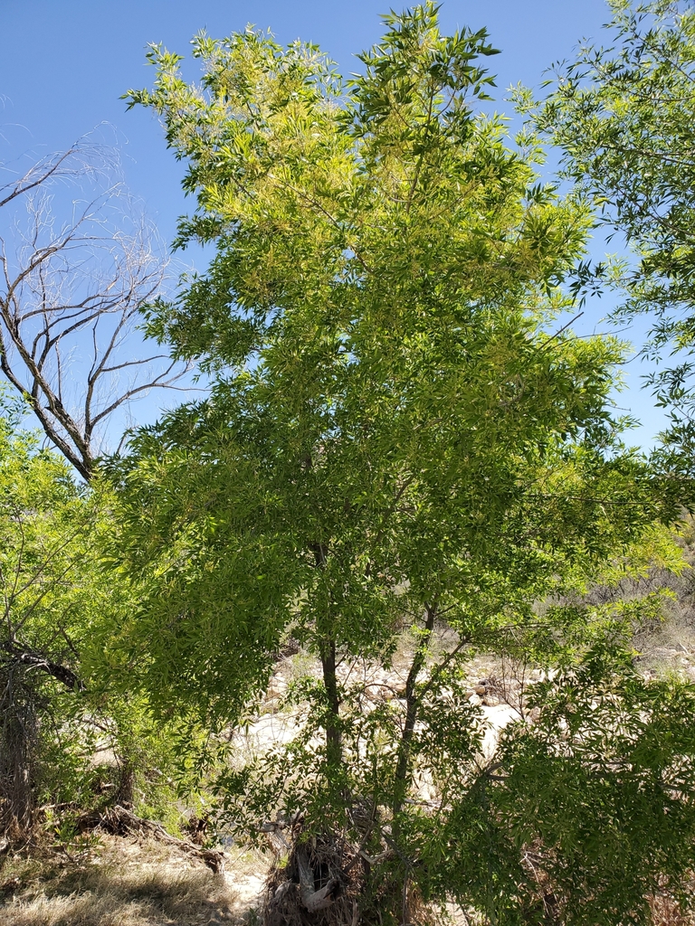 velvet ash from Tucson, AZ 85750, USA on April 07, 2023 at 10:33 AM by ...