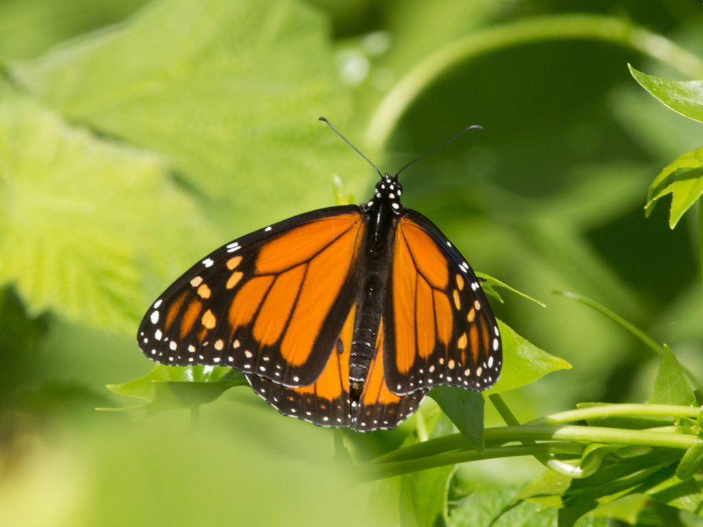 Monarch (Butterflies of Burleigh Murray State Park) · iNaturalist