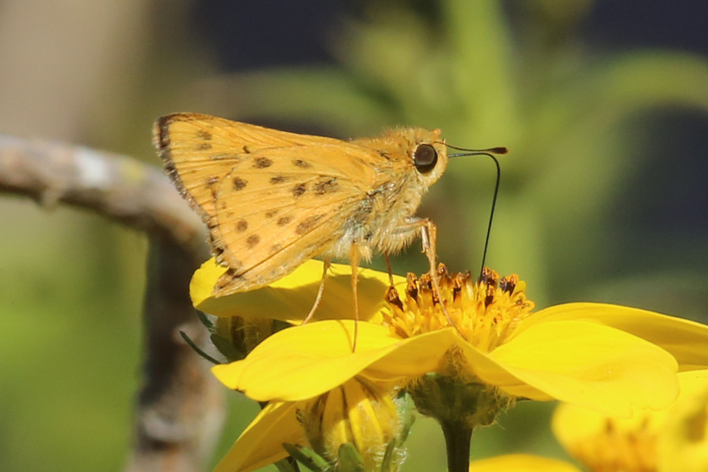 Fiery Skipper (Butterflies of Burleigh Murray State Park) · iNaturalist