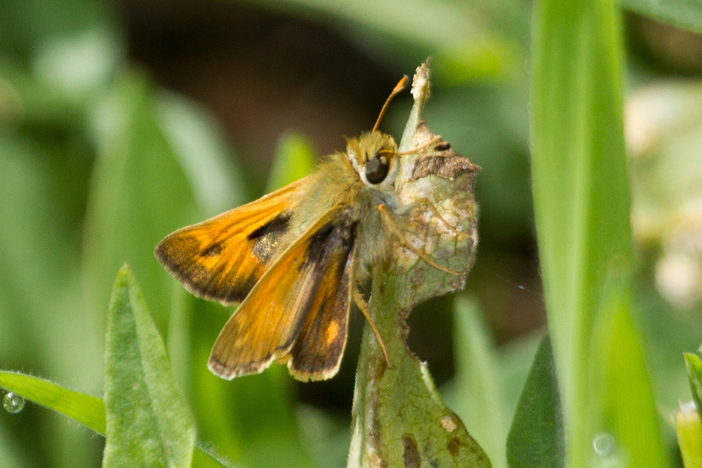 Sachem (Butterflies of Burleigh Murray State Park) · iNaturalist