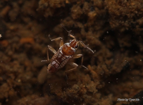 Microvelia genitalis · iNaturalist Mexico