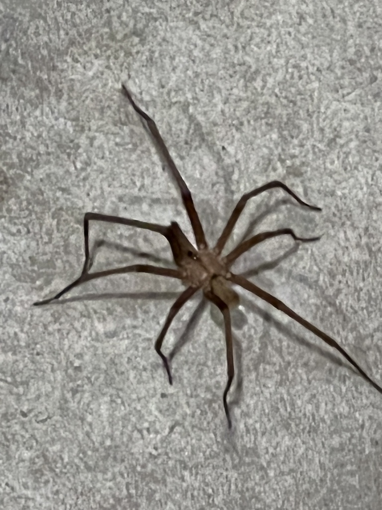 Haplogyne Spiders from S Lake Houston Pkwy, Houston, TX, US on April 04 ...