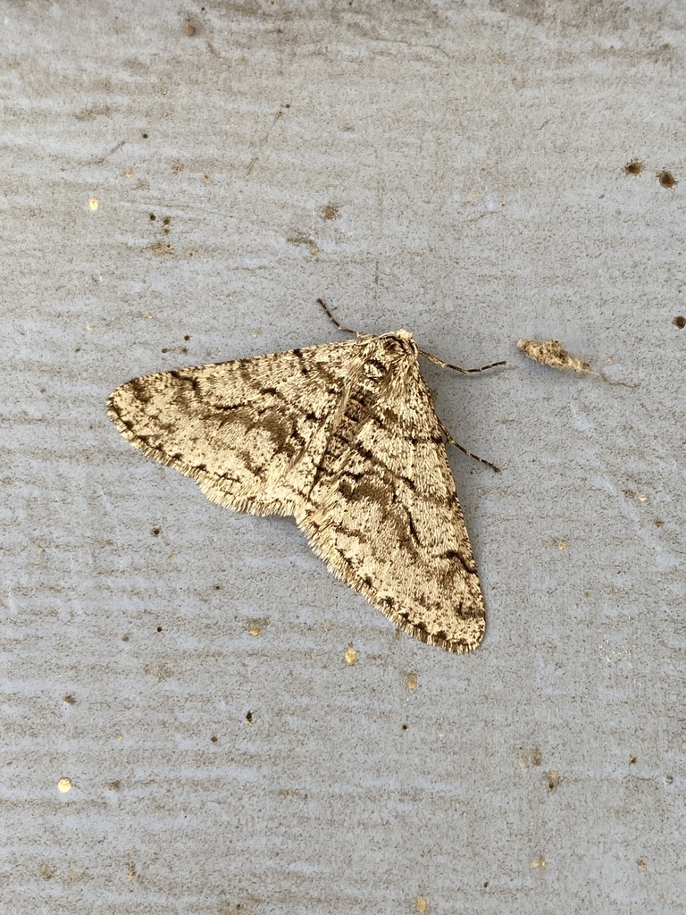 Half-wing Moth from Barre St, Montpelier, VT, US on April 7, 2023 at 08 ...