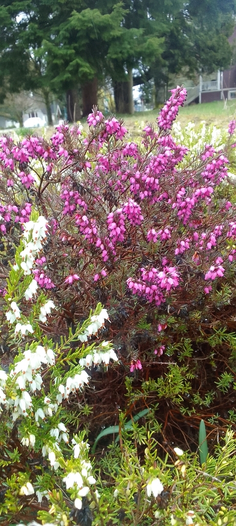 Spring Heath from Port Moody, BC V3H 2A4, Canada on April 07, 2023 at ...