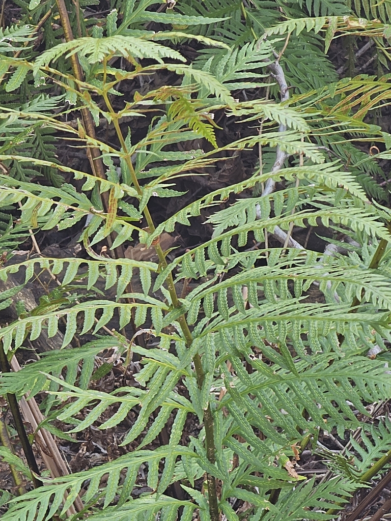 giant chain fern from Lytle Creek, CA 92358, USA on April 07, 2023 at ...