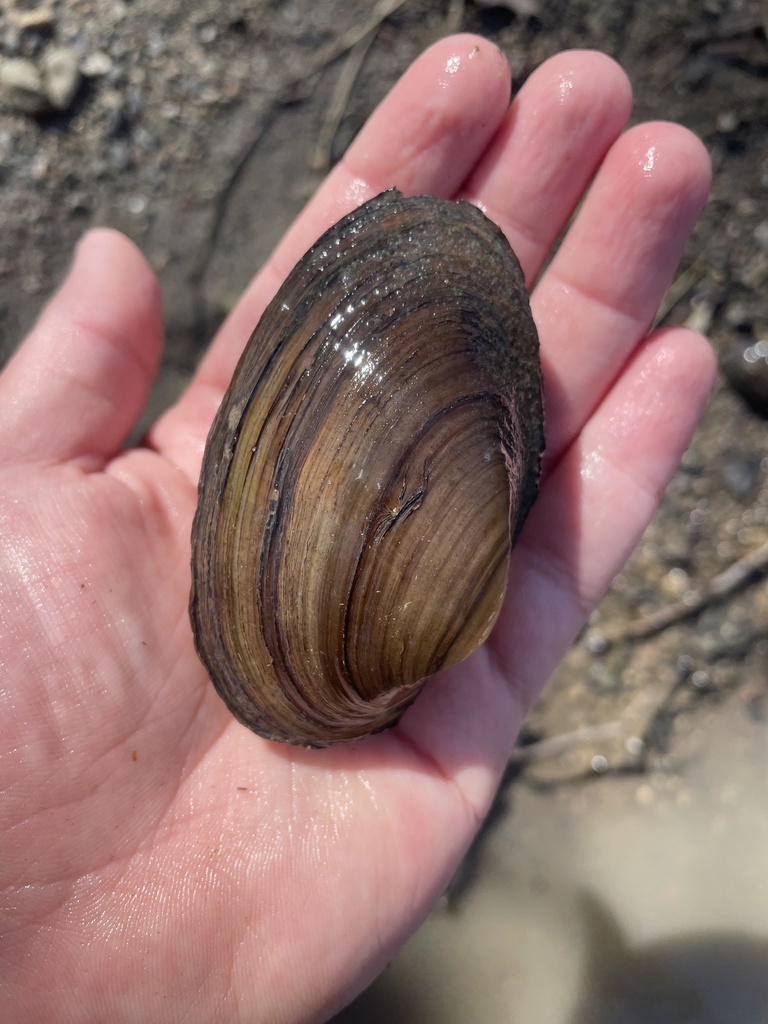 Cylindrical Papershell from Cedar Creek Provincial Park, Essex, ON, CA ...