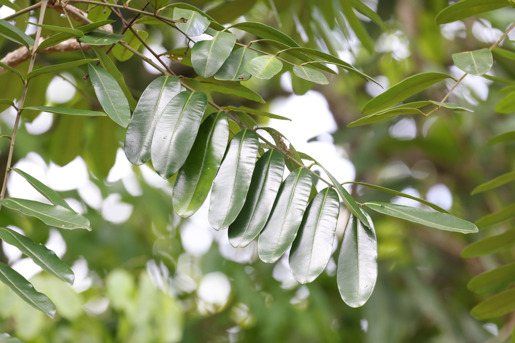 Paradise Tree from Puntarenas Province, Costa Rica on April 7, 2023 at ...