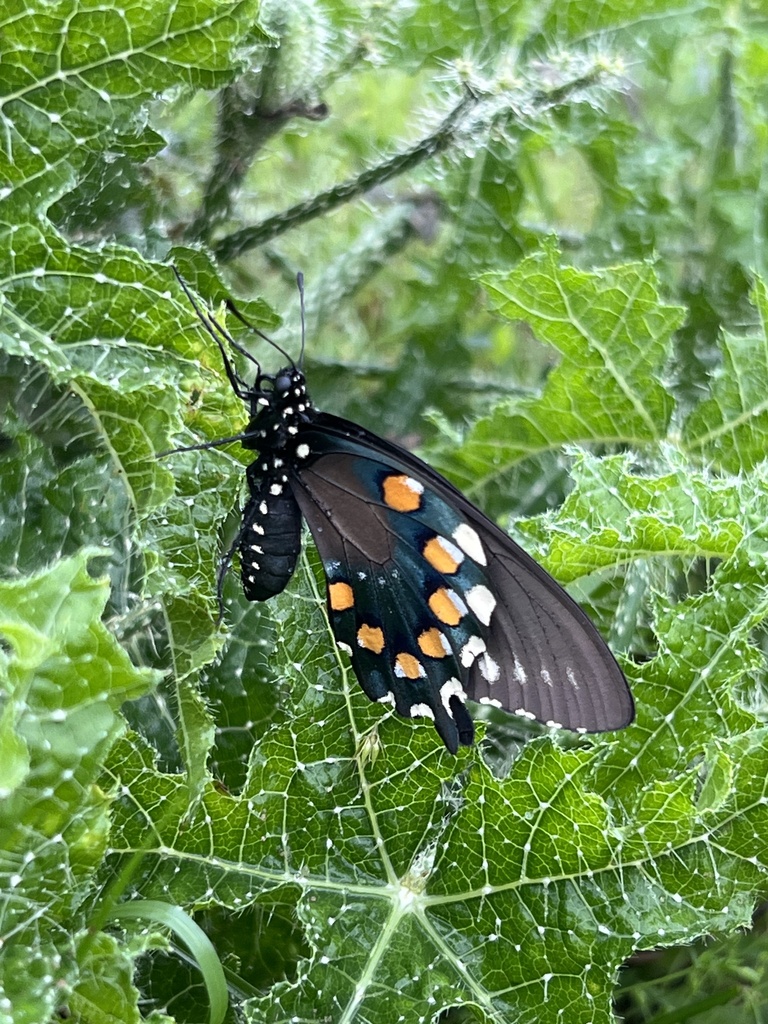 Pipevine Swallowtail from Cat Spring, TX, US on April 7, 2023 at 05:24 ...