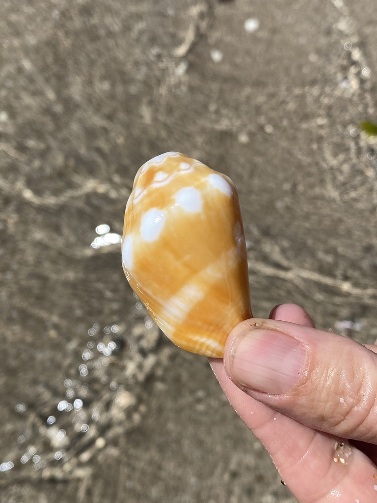 Eastern Pacific fighting conch from MX on April 7, 2023 at 10:58 AM by ...
