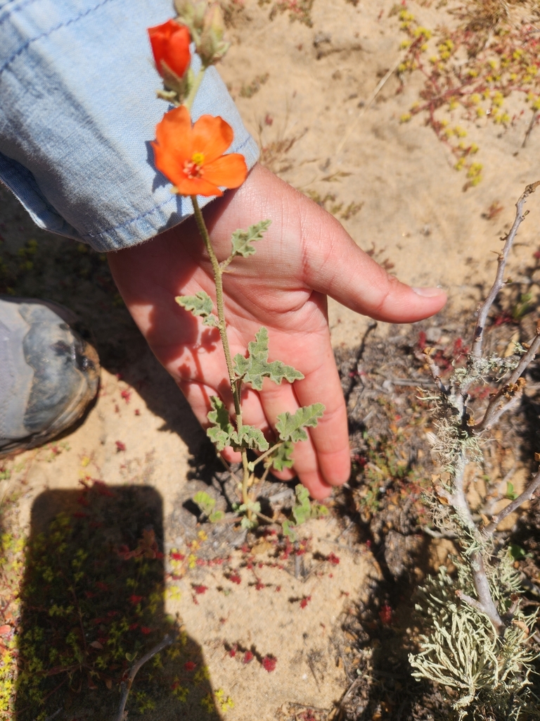 apricot mallow from Campo La Chorera, B.C., Mexico on April 05, 2023 at ...