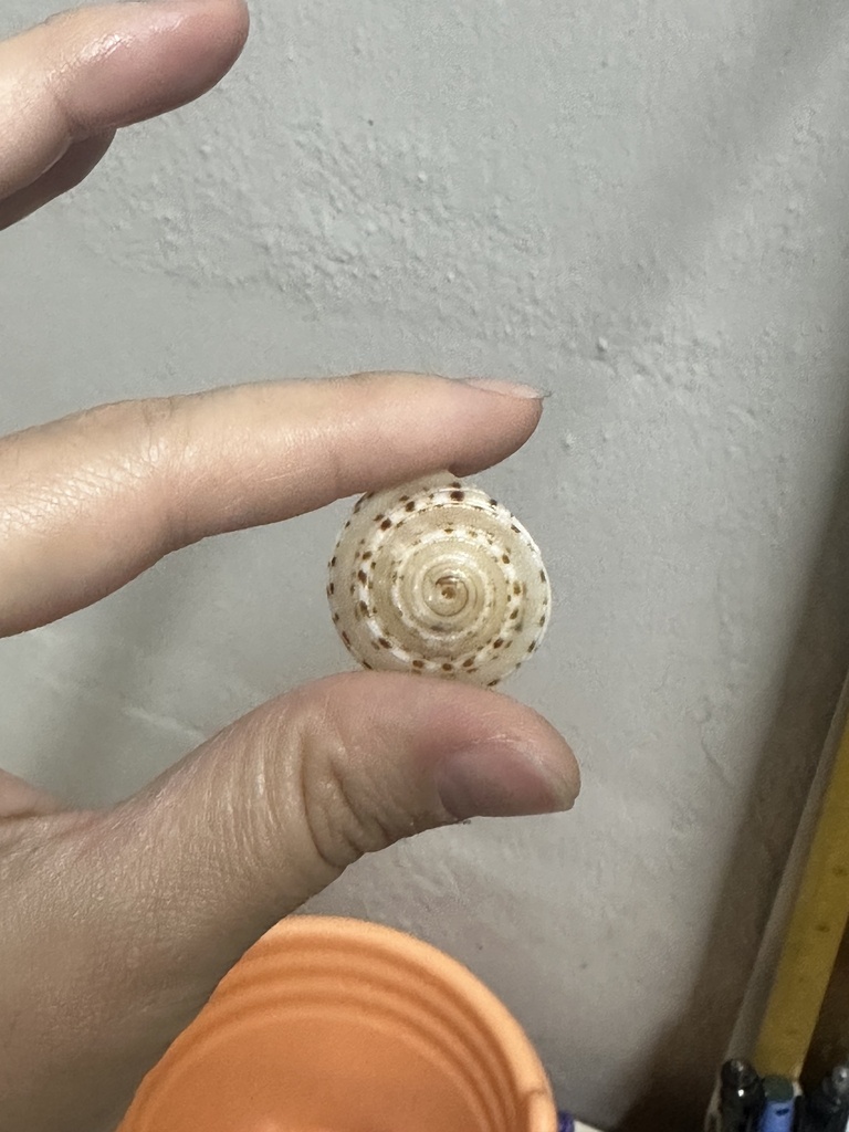 Architectonica from MY on April 7, 2023 at 09:05 PM by Jean YIM ...