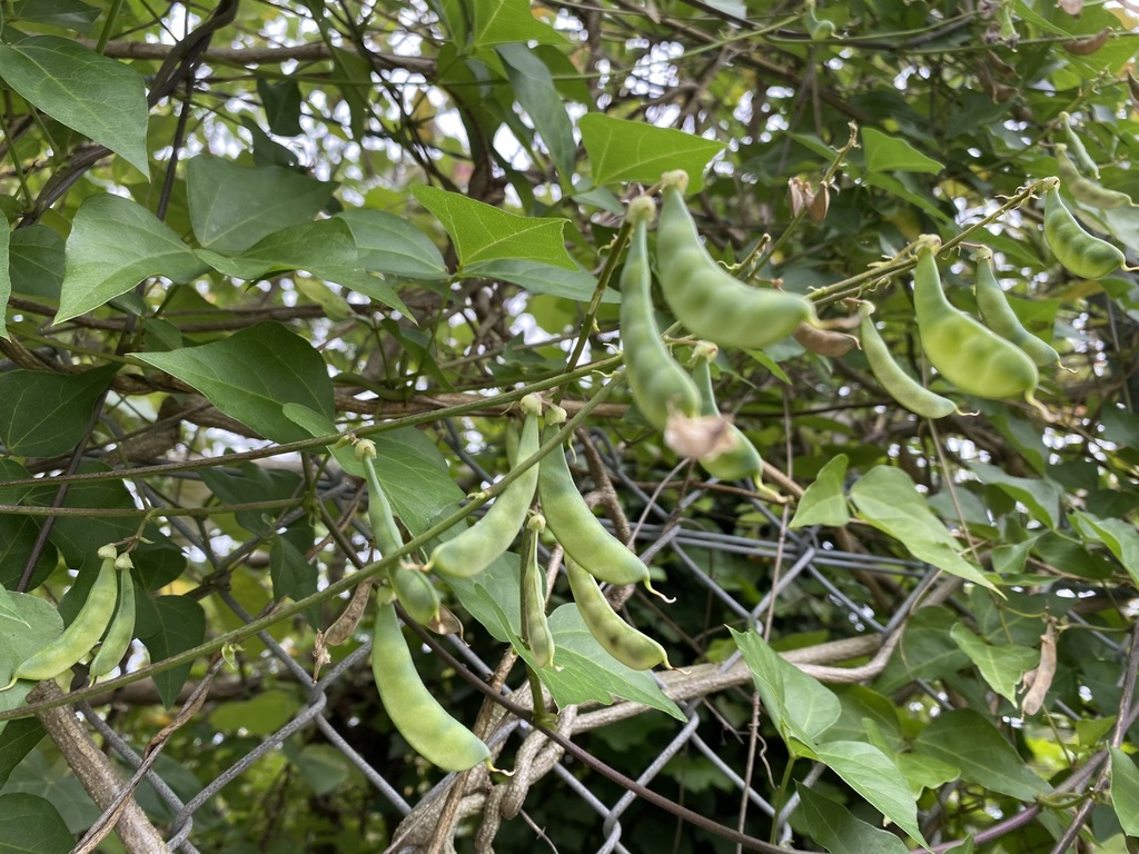 Okie bean from Sydney NSW, Australia on November 10, 2022 at 08:54 AM ...