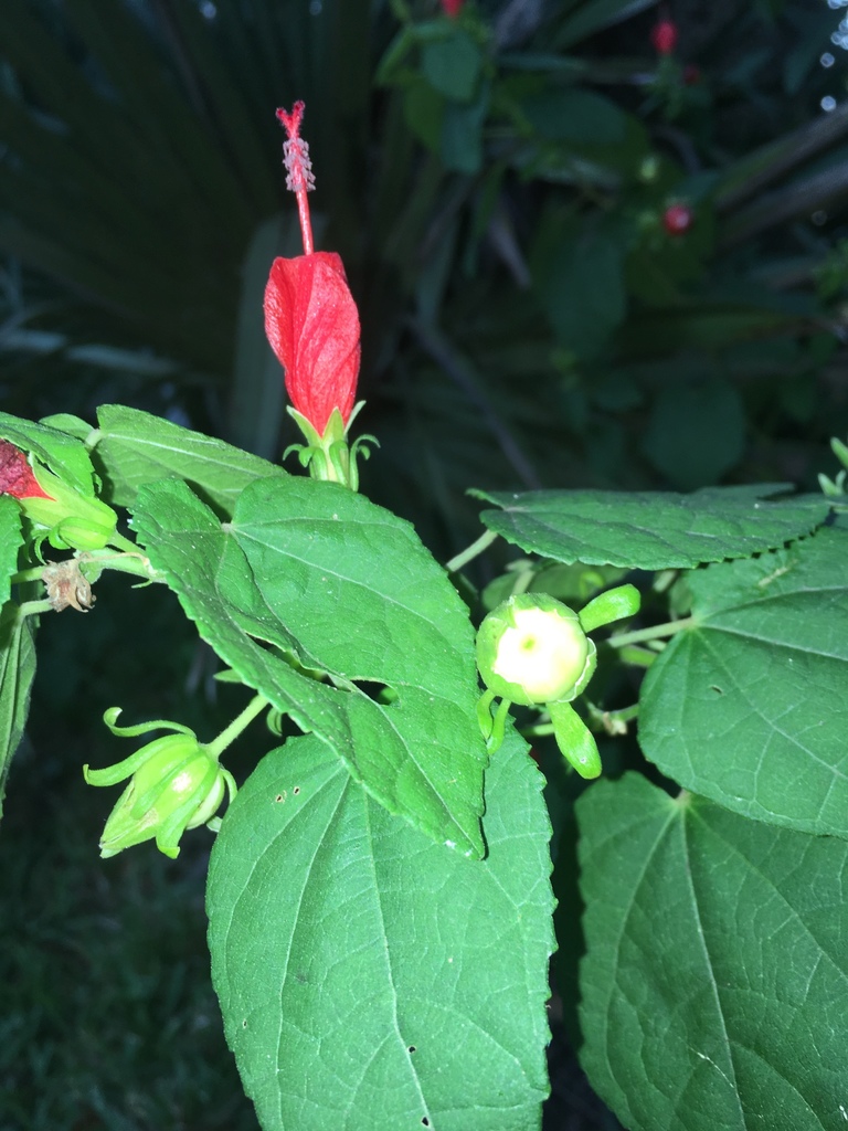 Turk's cap from 2100 Allen Ct, Mobile, AL, US on October 13, 2018 at 06 ...