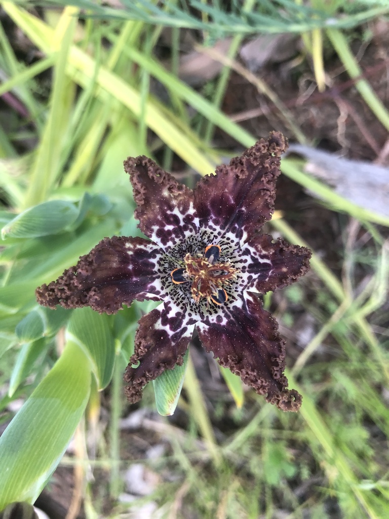 Starfish lily from Université de Californie, Davis, Davis, CA, US on ...