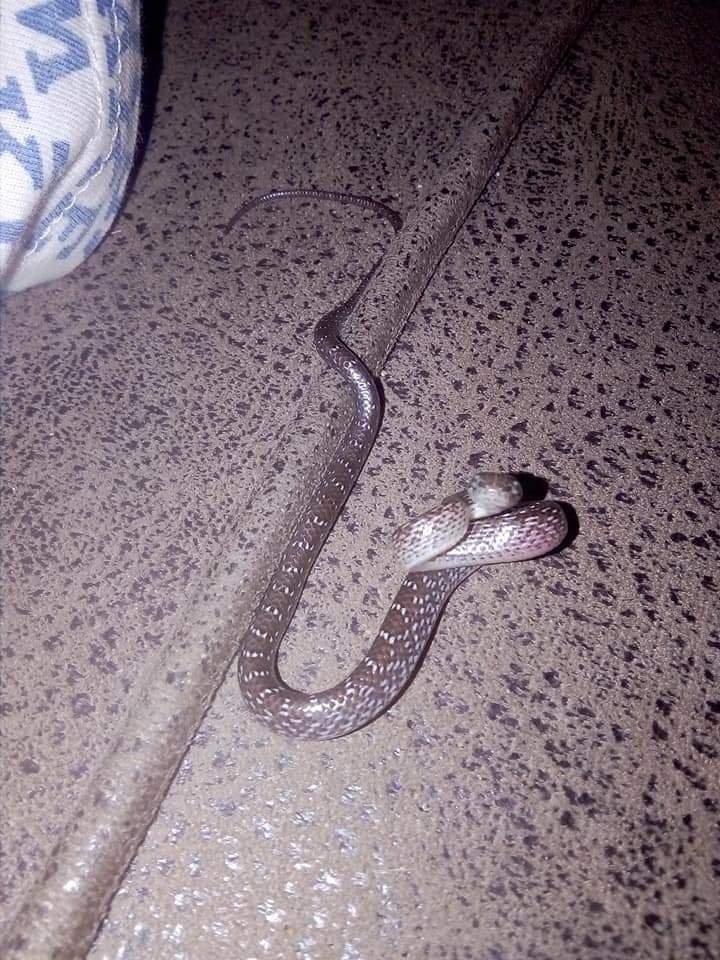 Marbled Tree Snake from Richards Bay on December 19, 2021 by Chane ...