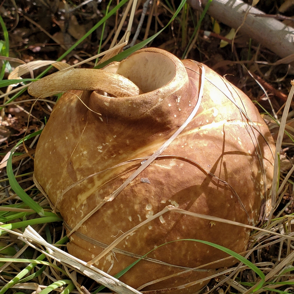 Brown Birch-bolete from Cromwell Gorge, New Zealand on April 08, 2023 ...
