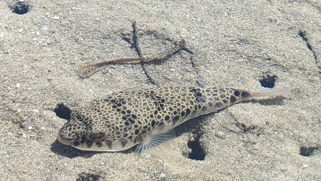 Common Toadfish from Royal Nat'l Park NSW 2233, Australia on 16 ...