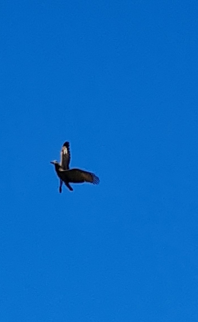 Common Hamerkop from Camdeboo Local Municipality, South Africa on April ...