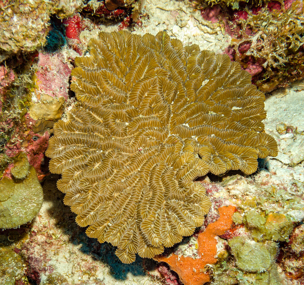 Maze Coral from Carl's Hill, Klein Bonaire on March 24, 2023 at 02:55 ...