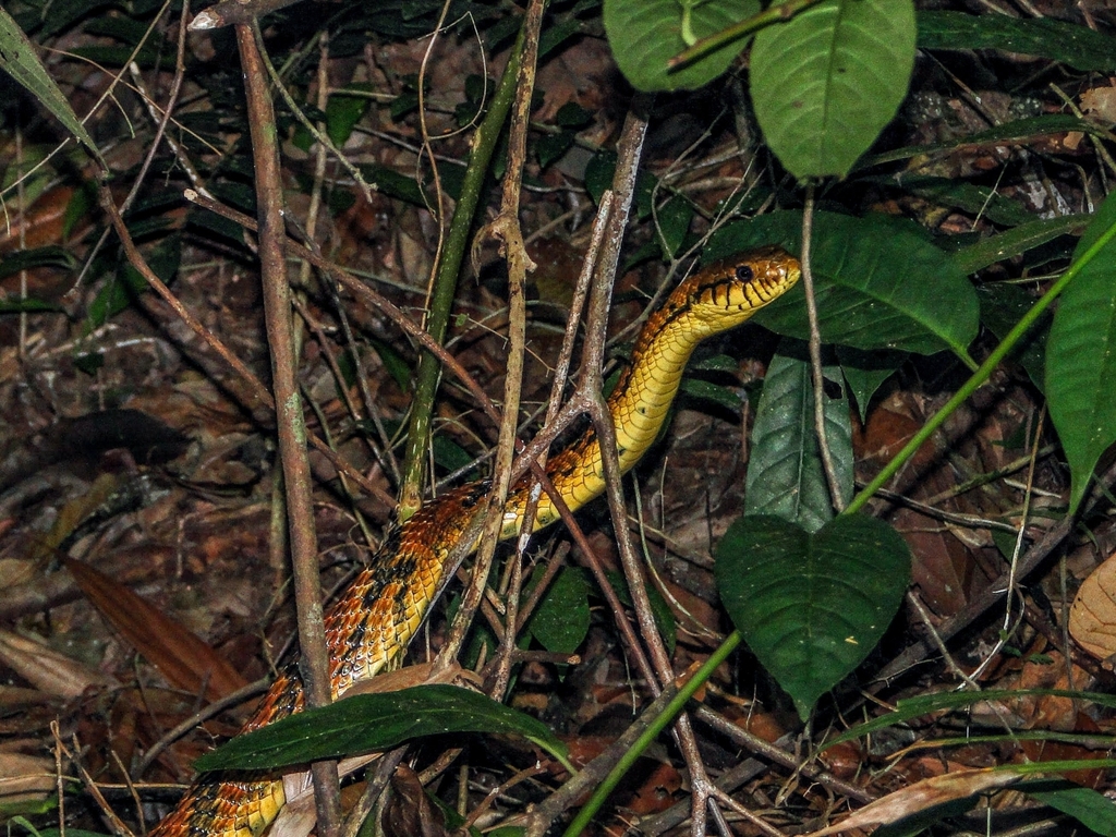 Amazon Puffing Snake from Monte Cruzeiro, Elísio Medrado - BA, Brazil ...