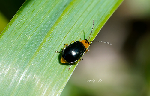 Paridea costata · iNaturalist