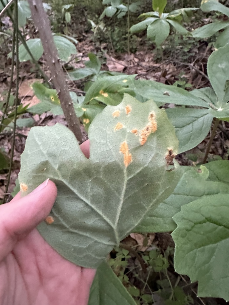 Mayapple Rust from Oakhaven, Memphis, TN, US on April 8, 2023 at 07:03 ...