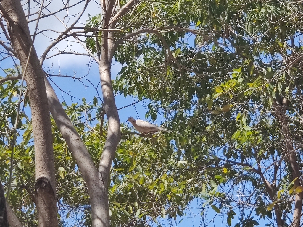 Eurasian Collared-Dove from Distrito Nacional, DO-NC-DN, DO on April 7 ...